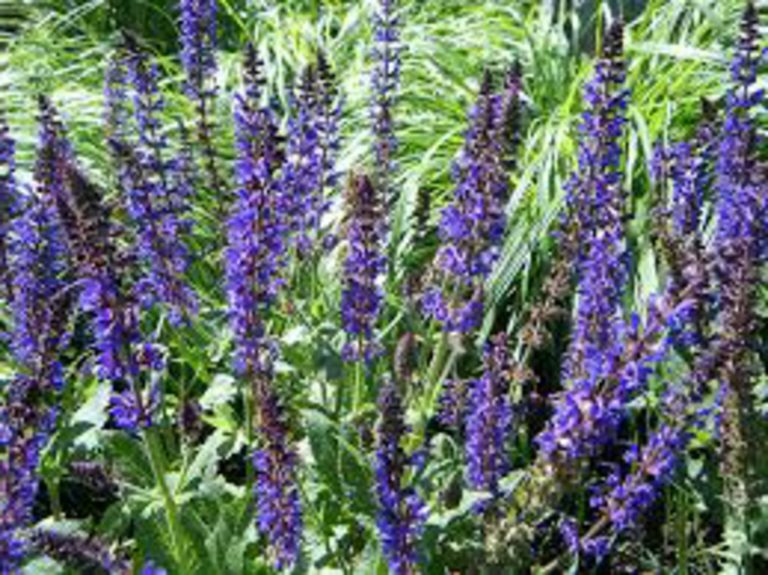 5 Beispiele für winterharte Balkonpflanzen