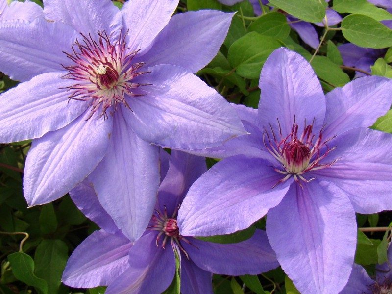 5 Clematis Sorten für eine wunderschöne Gartengestaltung