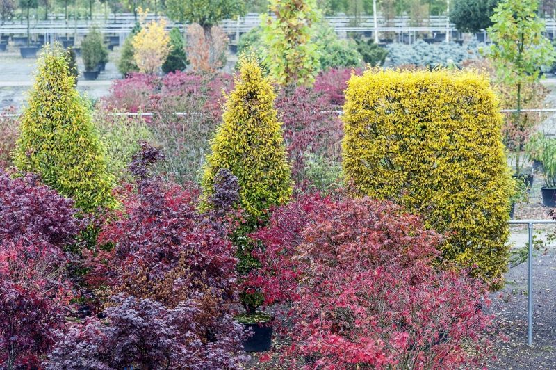 Gartensträucher: 13 bezaubernde Arten und Pflegehinweise - Garten ...