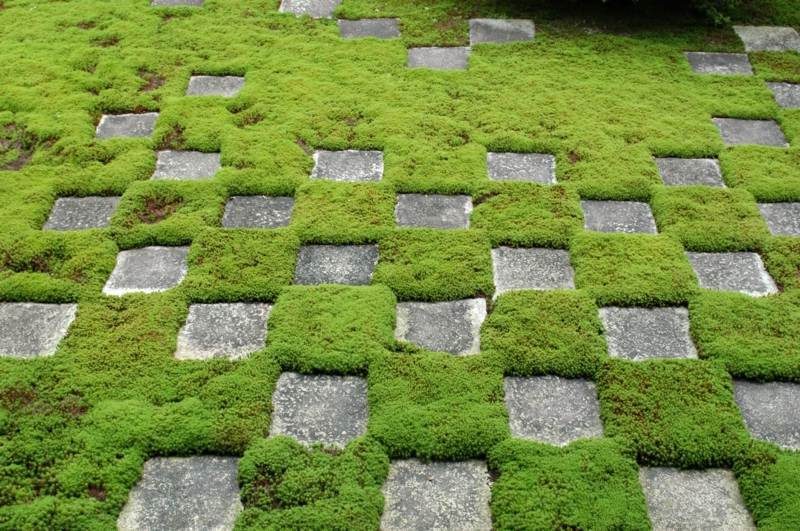 Wozu klassische Bodendecker? - Garten, Haus & Garten - ZENIDEEN