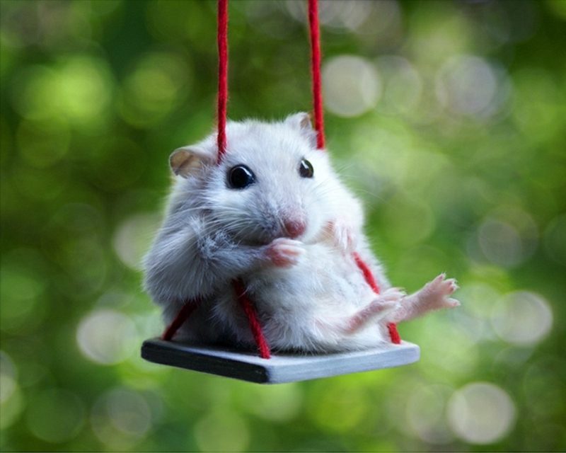 Tierbilder als lustige Gruβkarten – 20 humorvolle Ideen zu jedem Anlass