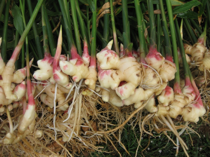 Ingwer pflanzen - Schritt-für-Schritt Anleitung - Garten, Gartenarbeit ...