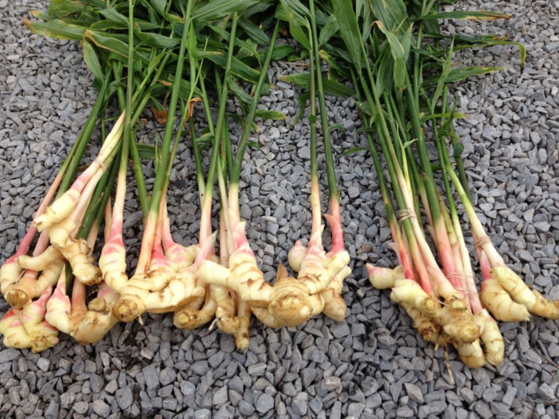 Ingwer pflanzen - Schritt-für-Schritt Anleitung - Garten, Gartenarbeit ...