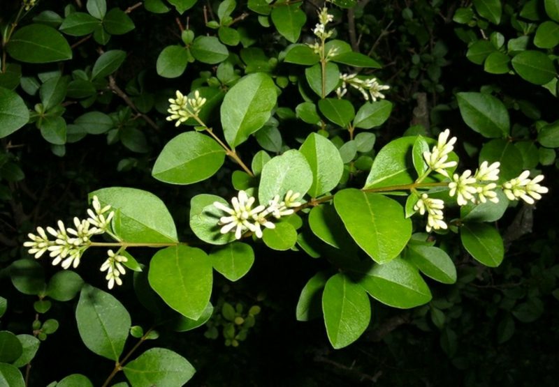 Sichtschutz im Garten – Ligusterhecke pflanzen und pflegen