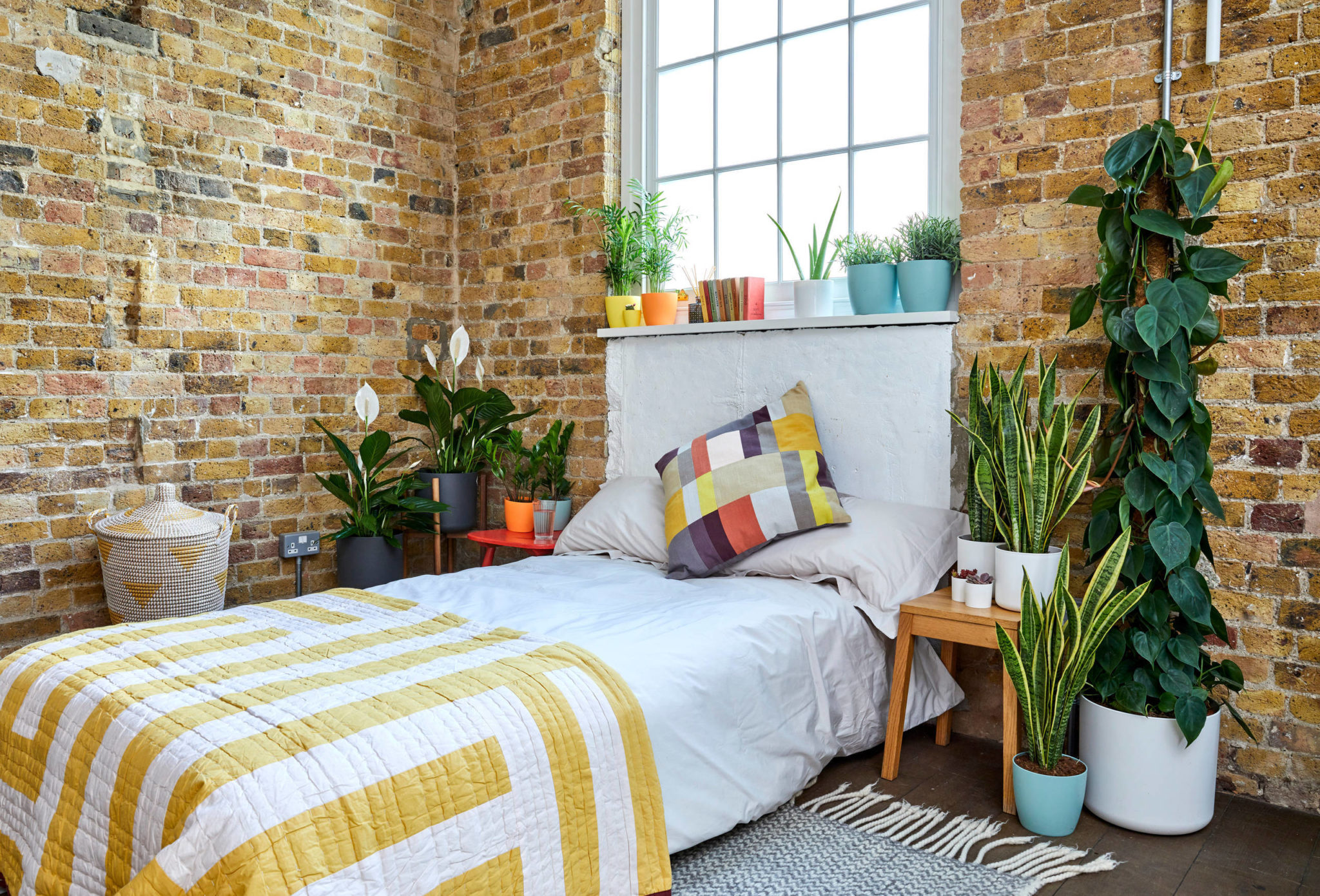 Grün liegt im Trend: Die 5 besten Zimmerpflanzen - Innendesign - ZENIDEEN